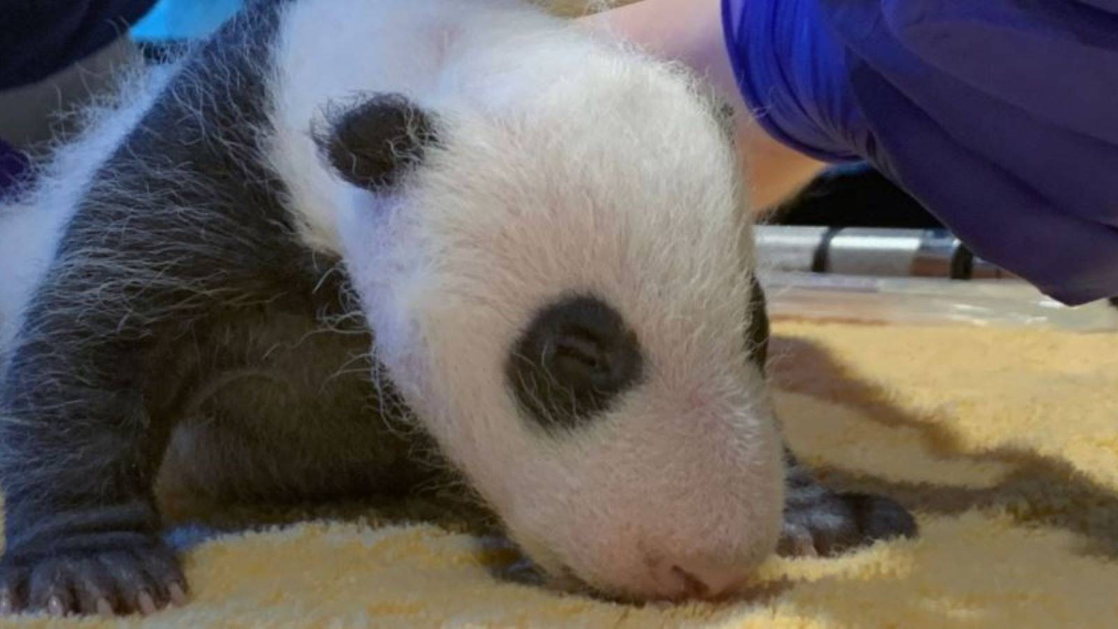 Smithsonian’s National Zoo Reveals Baby Panda's Gender