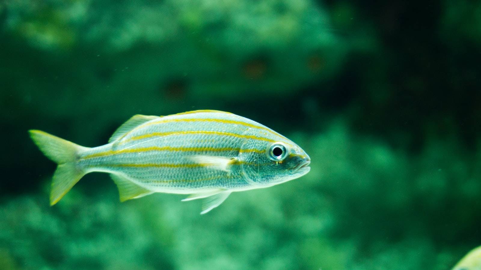 Why A Fish Is The Perfect First Pet For Your Toddler